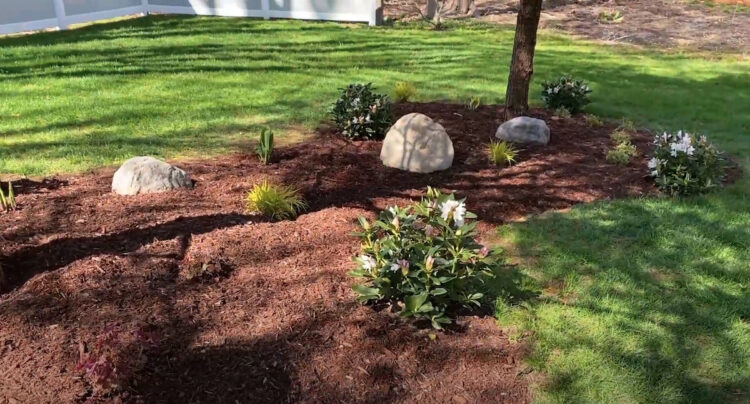 18 Things to Plant Under a Pine Tree - Gardening Channel