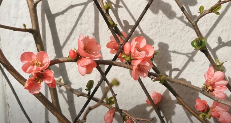 How to Grow Toyo Nishiki - Flowering Quince (Chaenomeles speciosa ...