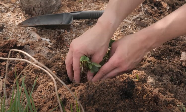 20 Things You Can Plant and Grow Under Fruit Trees - Gardening Channel