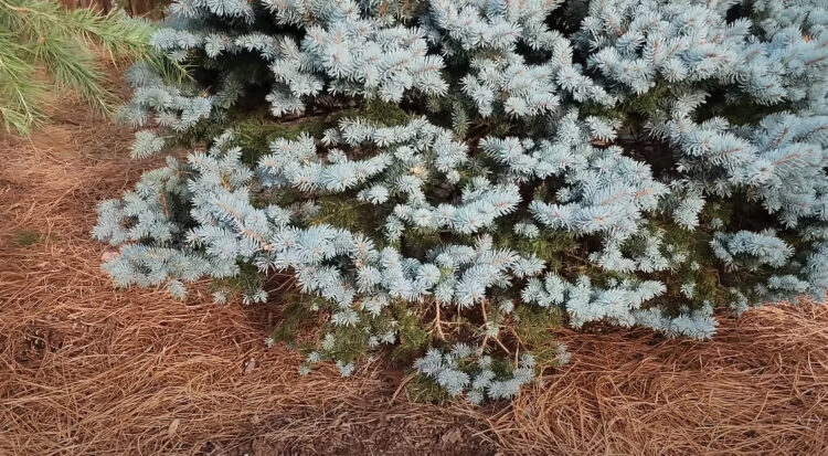 What’s the difference between evergreen, semi-evergreen, deciduous, and ...