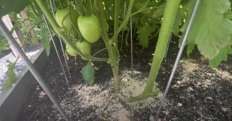 A Guide to Using Bone Meal on Tomato Plants - Gardening Channel