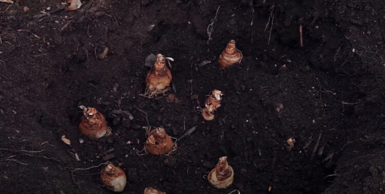 15 Things You Can Plant and Grow Under Cedar Trees - Gardening Channel