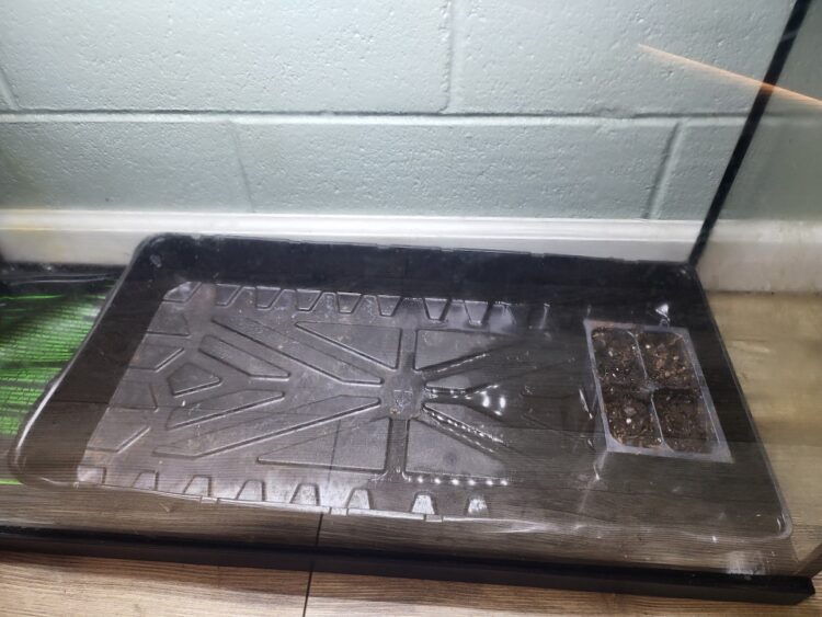 Use a Fish Tank to Start Seeds - Gardening Channel